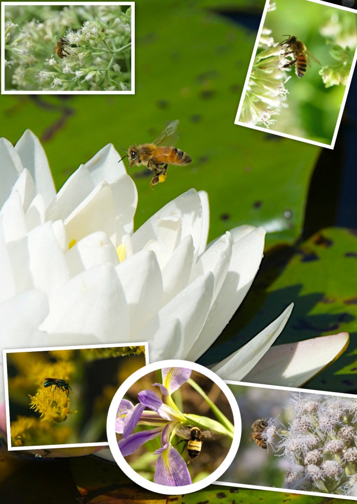 Bee Collage – Alice's WanderLand